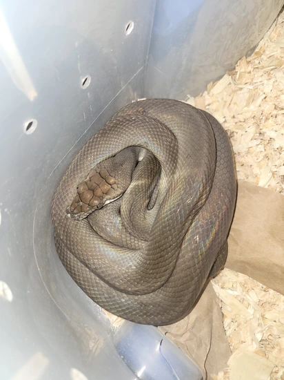 Tanimbar Python Scrub Python by Elleman Family Reptiles