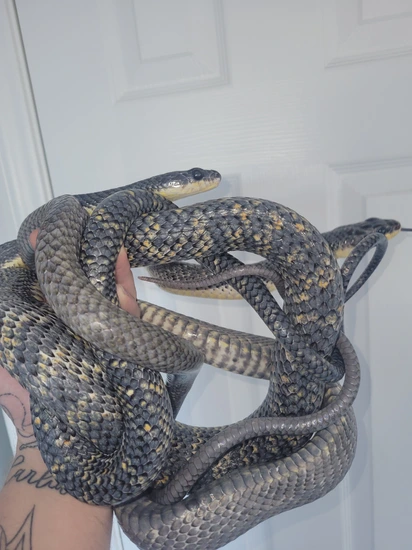 Neotropical Bird Eating Snake Pair More Colubrid by Elleman Family Reptiles
