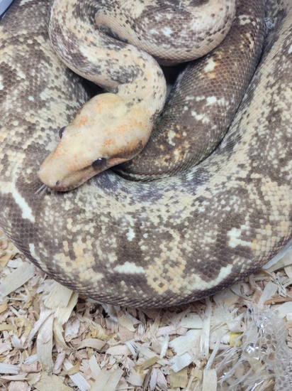 Pink Panther Vpi Leopard Boa Constrictor by Elleman Family Reptiles