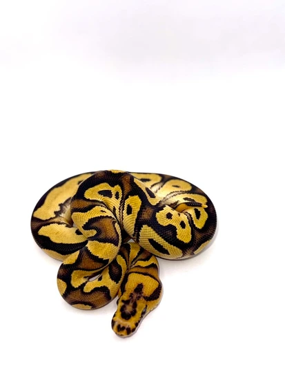 Orange Dream Fire Clown Het Pied Ball Python by T.A.C. Pythons