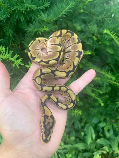 Spider 66% Het Lavender Ball Python by Ball Python Gold