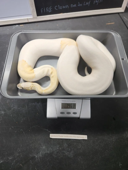 Ghi Enchi Pastel Vanilla Ivory Possible Hurricane Ball Python by Spring ...