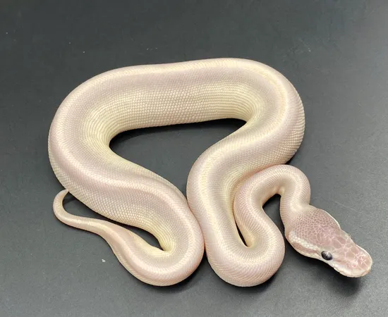 2019 Female Super Mojave Ghost Rare Ball Python By Boaconstrictor
