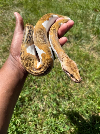 Granite Pied 66% Het GC Caramel / Green Burmese Python by The Python ...