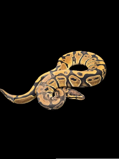 Mandarin Ball Python by JerseyBallz