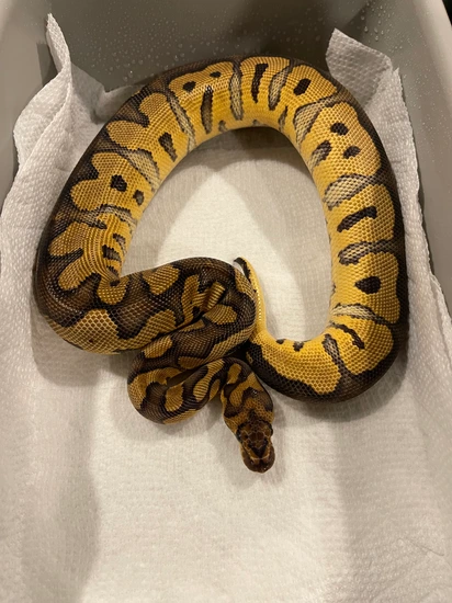 Acid Blade Clown Ball Python by Serpent House