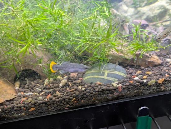 Zoogeneticus Tequila, Tequila Goodeid Pairs Other Livebearer by Gecko ...