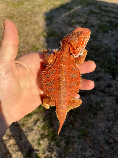 Hypo Red Tiger Central Bearded Dragon by Jasper Dragons