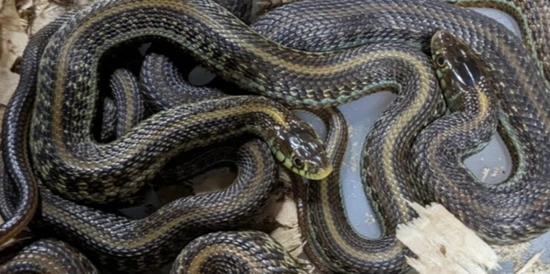 Lake Chapala Garter Snake Pair by Sol Exotics