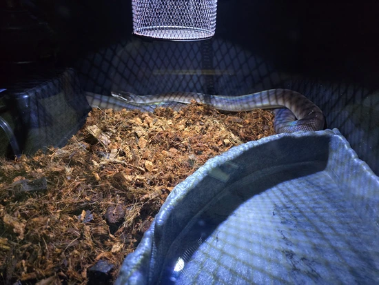 Pair Adult Southern White Lipped Pythons White-Lipped Python by Sol Exotics