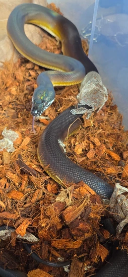 Female White Lipped Python White-Lipped Python by Sol Exotics