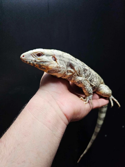 Blue Ice Albino Argentine Tegus by Jesse's Jungle