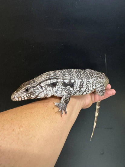 Anery 100% Het Albino Argentine Tegus by Jesse's Jungle