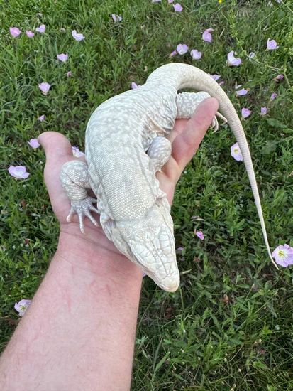 Pure Red Snow ( Albino And Anery) Argentine Tegus by Jesse's Jungle