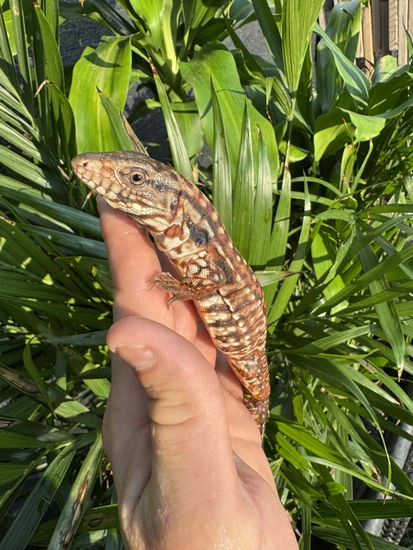 Pure Red 66 % Double Het Albino/ Anery Argentine Tegus by Jesse's Jungle