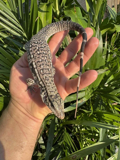 Pure Red Anery 66% Het Albino Argentine Tegus by Jesse's Jungle