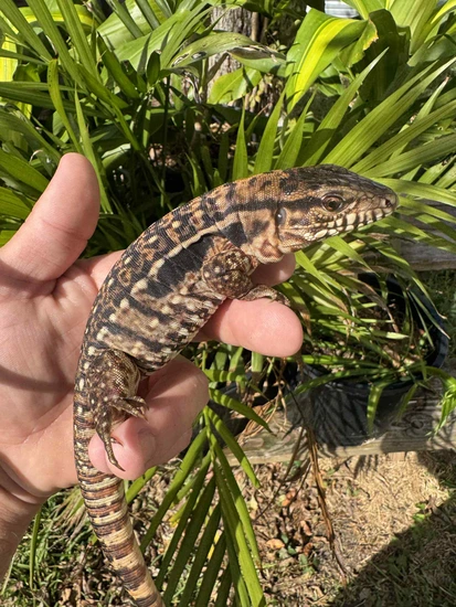 Pure Red 66% Double Het Albino And Anery Argentine Tegus by Jesse's Jungle