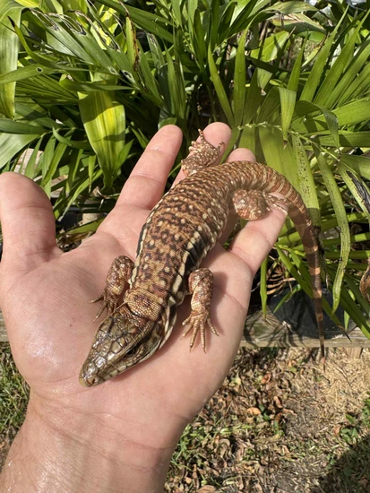 Pure Red 66% Poss Dh Albino Anery Argentine Tegus by Jesse's Jungle