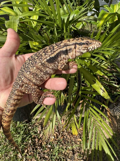 Pure Red Dh 66 Het Albino Anery Argentine Tegus by Jesse's Jungle