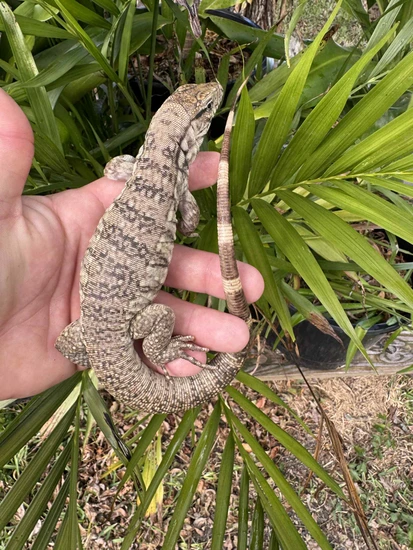Pure Red Anery 66% Het Albino Argentine Tegus by Jesse's Jungle