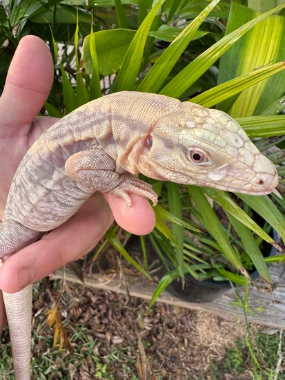 Pure Red Albino Anery Aka Snow Argentine Tegus by Jesse's Jungle