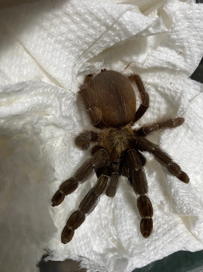 P.reduncus Female Tarantula by Legs”R”Us