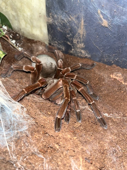Theraphosa Stirmi 10 Inch Plus Tarantula by Legs”R”Us
