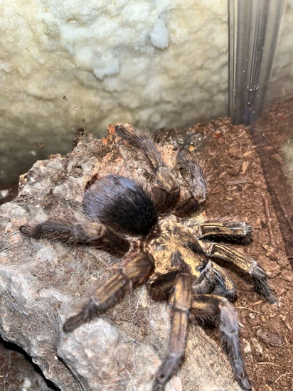 P.auratus Tarantula by Legs”R”Us