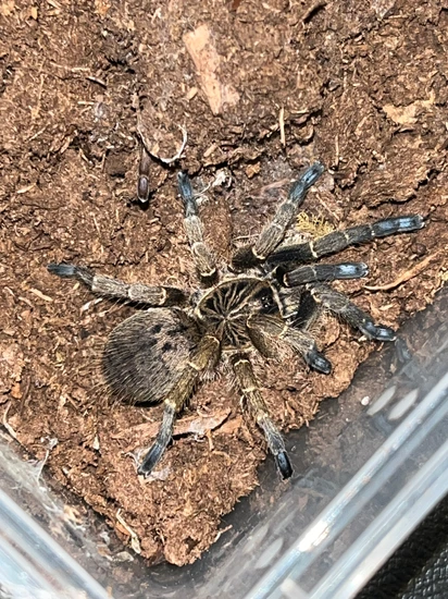 I.Mira Tarantula by Legs”R”Us