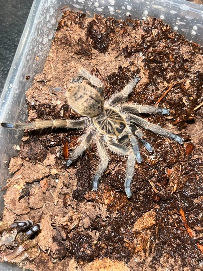 I.mira Tarantula by Legs”R”Us