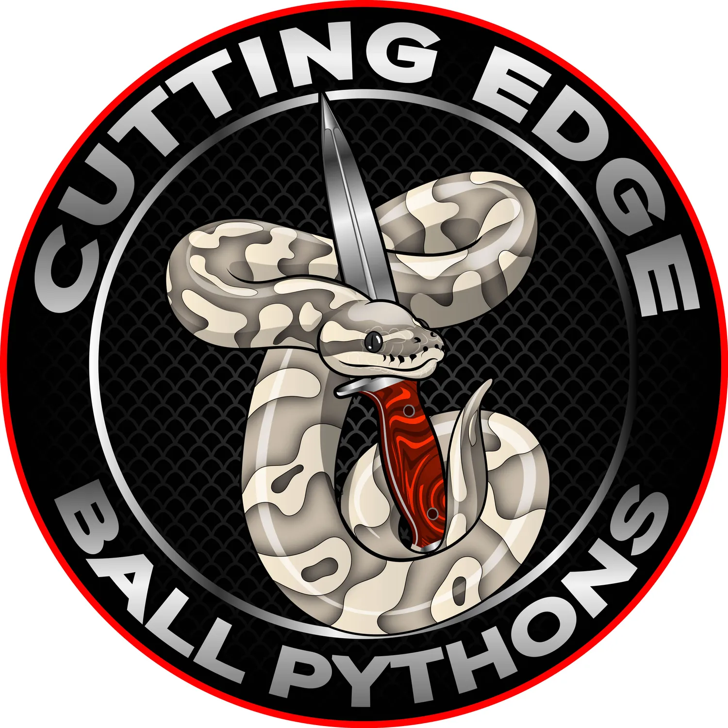 Ball Python Clutch: 25_03_E07 by Cutting Edge Ball Pythons - MorphMarket
