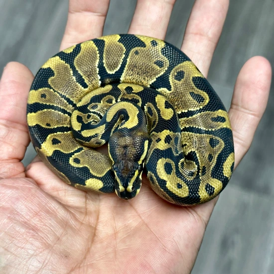 DH Albino/Piebald Ball Python by Cutting Edge Ball Pythons