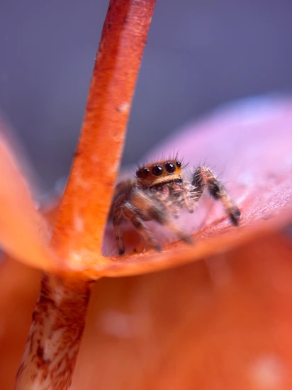 Jumping Spider Named Pixie by Spider Vault