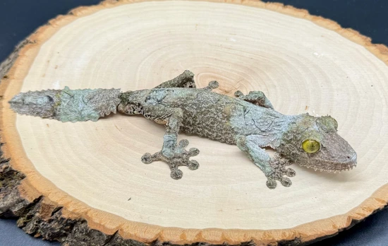 WC Long Term Captive Mossy Leaf Tail Leaf-Tailed Gecko by Burning Bush ...