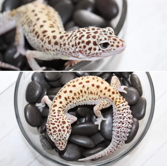 Pet Only ♡ Leopard Gecko by Gaea Geckos