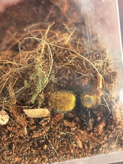 Cow Killer Wasp More Invertebrate by Front Range Super Dwarf & Dwarf Retics