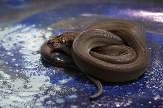 DWARF/SD Motley Golden Child Reticulated Python by Front Range Super ...