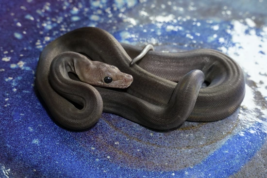 DWARF/SD Anery Paradox Super Motley Golden Child Reticulated Python by ...