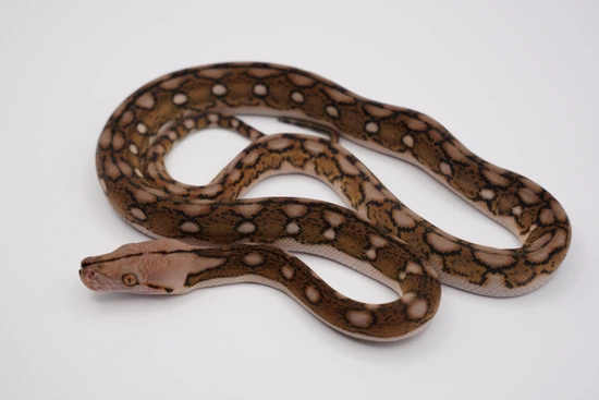 DWARF Motley Tiger Reticulated Python by Front Range Super Dwarf ...