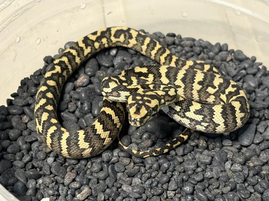 Jungle Carpet Python by Australian Addiction Reptiles