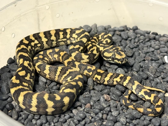 Jungle Carpet Python by Australian Addiction Reptiles
