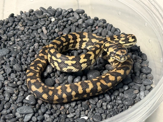 Jungle Carpet Python by Australian Addiction Reptiles