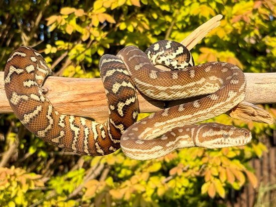 Hypo Bredli Centralian Carpet Python by Australian Addiction Reptiles