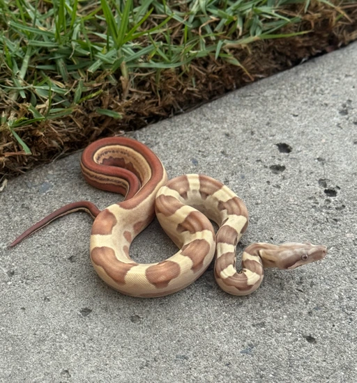 VPI Motley Jungle Boa Constrictor by The Boa Project