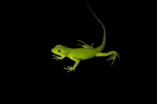 Pied Pectinata More Lizard by Southeast exotics