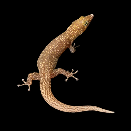 Ashy Reef Gecko More Gecko by Southeast exotics