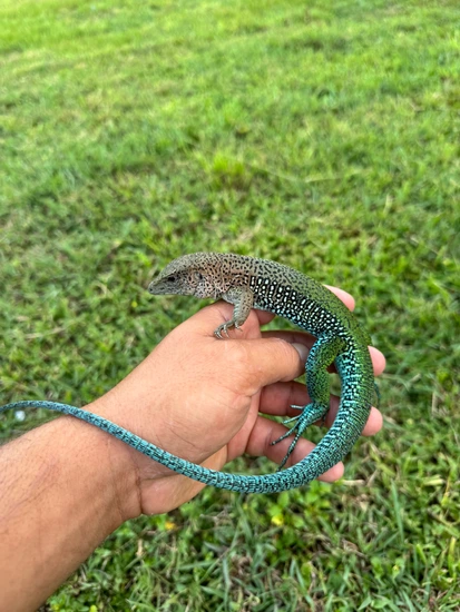 Green Amiva Whiptail Lizard by Southeast exotics