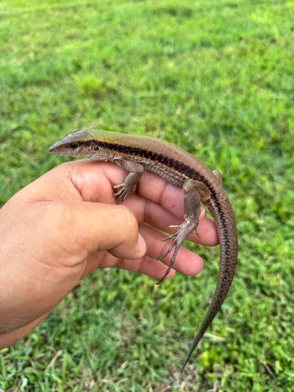 Green Amiva Whiptail Lizard by Southeast exotics