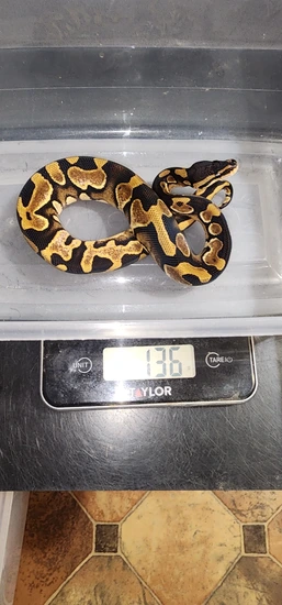 Wookie Orange Dream Calico Het Desert Ghost Ball Python by Triple S Exotics