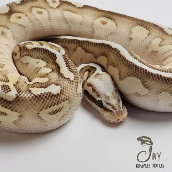 Butter Fire Super Pastel OD YB Ball Python by Jay Gonzalez Reptiles